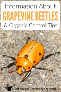Grapevine Beetle Information & Organic Control Tips - Get Busy Gardening