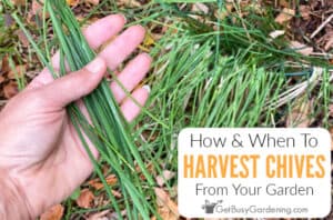 How To Harvest Chives & When To Pick Them - Get Busy Gardening