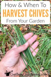 How To Harvest Chives & When To Pick Them - Get Busy Gardening