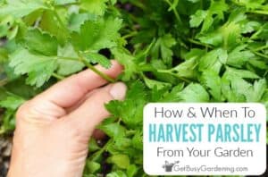 When & How To Harvest Parsley From Your Garden - Get Busy Gardening