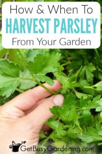When & How To Harvest Parsley From Your Garden - Get Busy Gardening