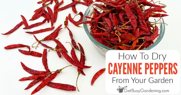 4 Easy Ways To Dry Cayenne Peppers - Get Busy Gardening