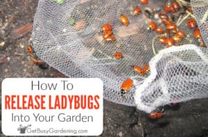 How To Release Ladybugs Into Your Garden - Get Busy Gardening