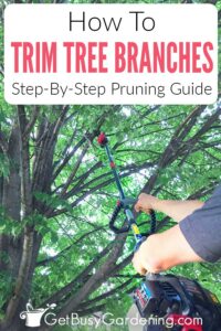 How To Trim Tree Branches Yourself (Step-By-Step Pruning Guide)