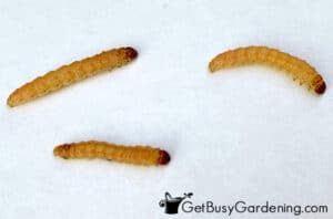 How To Get Rid Of Iris Borers Naturally - Get Busy Gardening