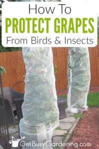 How To Protect Grapes From Birds & Insects - Get Busy Gardening