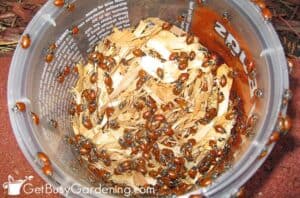 All About Ladybugs & Why They're Good For Your Garden - Get Busy Gardening