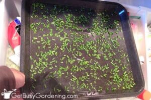 How To Freeze Chives (2 Easy Methods) - Get Busy Gardening