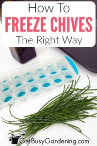 How To Freeze Chives (2 Easy Methods) - Get Busy Gardening