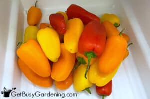 5 Ways To Preserve & Store Peppers For Short Or Long Term - Get Busy ...