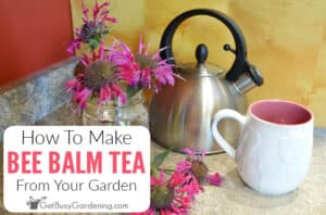 How To Make Bee Balm Tea From Your Garden - Get Busy Gardening