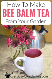 How To Make Bee Balm Tea From Your Garden - Get Busy Gardening