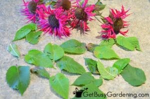 How To Make Bee Balm Tea From Your Garden - Get Busy Gardening