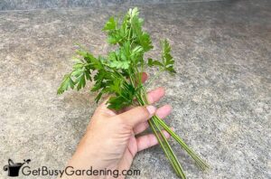 How To Preserve & Store Fresh Parsley - Get Busy Gardening