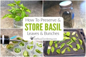 Storing Fresh Basil Leaves (Best Ways To Preserve)