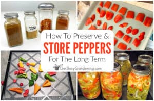 5 Ways To Preserve & Store Peppers For Short Or Long Term - Get Busy ...
