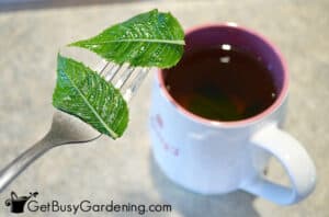 How To Make Bee Balm Tea From Your Garden - Get Busy Gardening