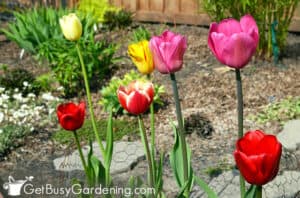 When & How To Plant Spring Bulbs - Get Busy Gardening