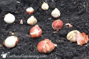 When & How To Plant Spring Bulbs - Get Busy Gardening