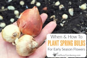 When & How To Plant Spring Bulbs - Get Busy Gardening