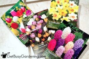 When & How To Plant Spring Bulbs - Get Busy Gardening