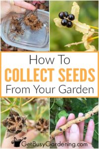 How To Harvest & Collect Seeds From Your Garden - Get Busy Gardening