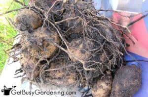 How To Overwinter Plants: The Complete Guide - Get Busy Gardening