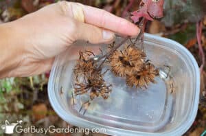 How To Harvest & Collect Seeds From Your Garden - Get Busy Gardening