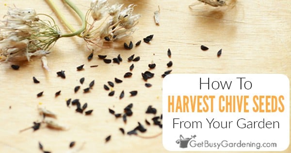 How To Harvest & Collect Chive Seeds In Your Garden