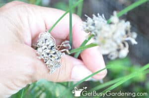 How To Harvest & Collect Chive Seeds In Your Garden