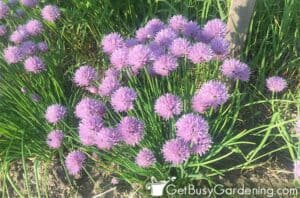 How To Harvest & Collect Chive Seeds In Your Garden