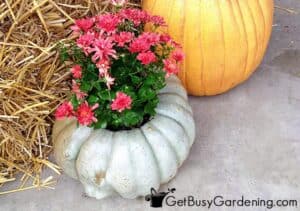How To Plant A Mum In A Pumpkin Step By Step - Get Busy Gardening