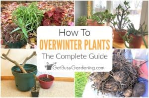 How To Overwinter Plants: The Complete Guide - Get Busy Gardening