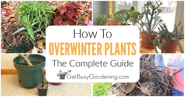 How To Overwinter Plants: The Complete Guide - Get Busy Gardening