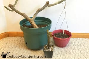 How To Overwinter Plants: The Complete Guide - Get Busy Gardening