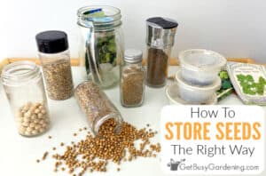 How To Store Seeds The Right Way - Get Busy Gardening