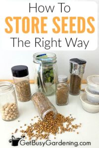 How To Store Seeds The Right Way - Get Busy Gardening