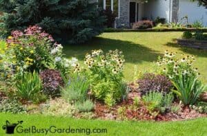 Lasagna Gardening 101: How To Make A Lasagna Garden