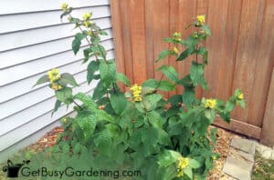 15 Partial Shade Shrubs For Your Yard Or Garden