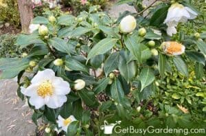 15 Partial Shade Shrubs For Your Yard Or Garden