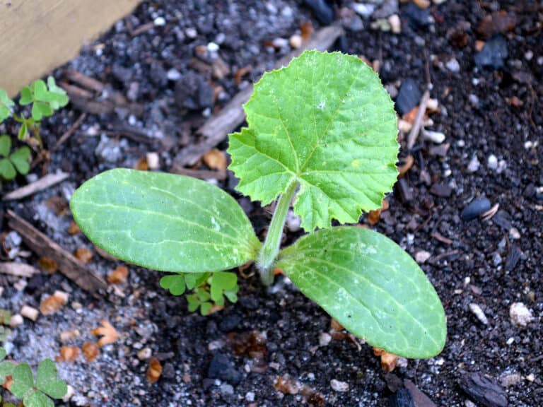 How To Plant & Grow Cucumber Seeds: The Complete Guide - Get Busy Gardening