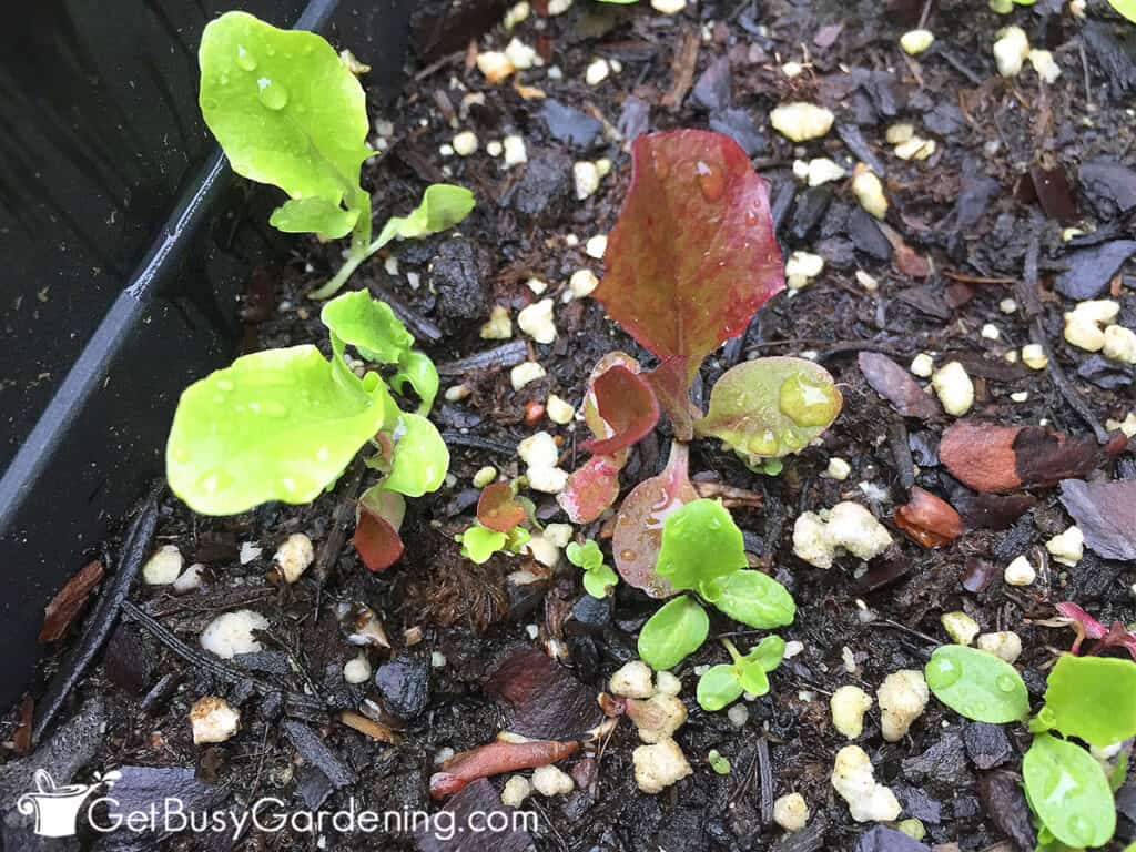Growing Lettuce From Seed: The Complete How To Guide - Get Busy Gardening