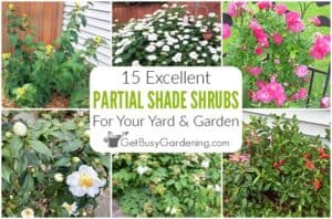 15 Partial Shade Shrubs For Your Yard Or Garden