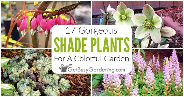 17 Colorful & Gorgeous Plants Made For The Shade