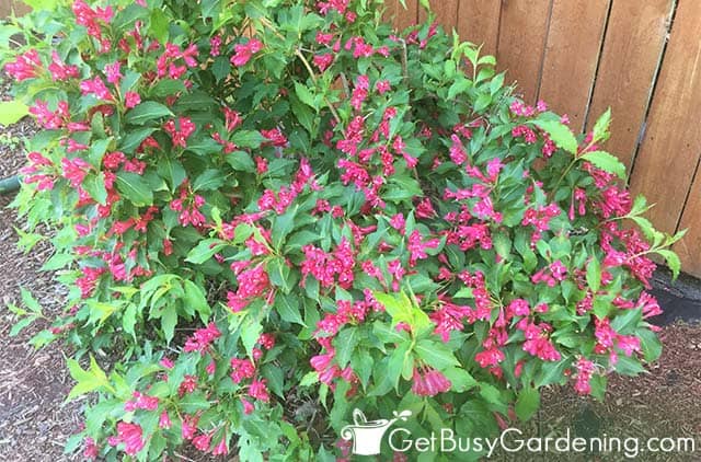 Partial Sun Shrubs Best Shade Loving Shrubs QTOY Partial Sun Shrubs Best Shade Loving Shrubs QTOY