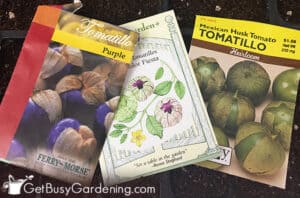 How To Grow Tomatillos From Seed & When To Plant