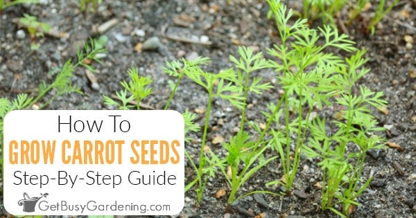 Planting Carrot Seeds & Tips For Growing Carrots From Seed