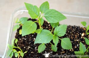 How To Grow Tomatillos From Seed & When To Plant
