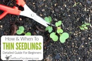 Thinning Seedlings: A Beginner’s Guide For How To Thin Seedlings