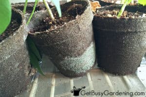 Mold On Seedlings? How To Prevent Mold Growth In Your Seed Trays